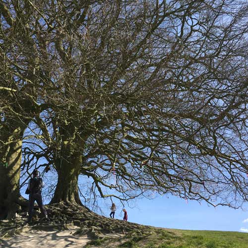 Tree management - Andrew Cunningham Arboricultural Consultant Ltd